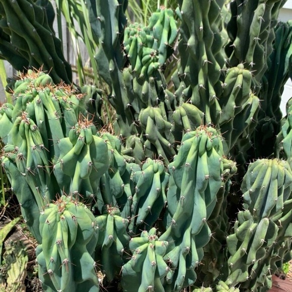 Accents | Very Rare Blue Monstrose Night Blooming Cactus | Poshmark